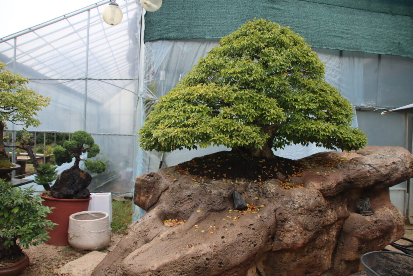 Far from Seoul’s Tall Towers, Tiny Trees are Dazzling Visitors Even More