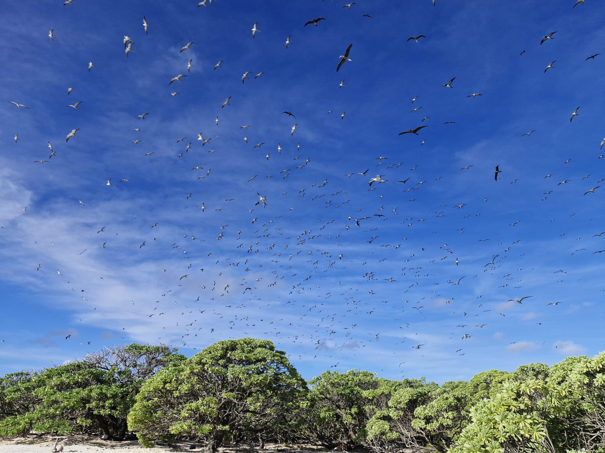 Marshall Islands Experience Explosion of Wildlife One Year After ...